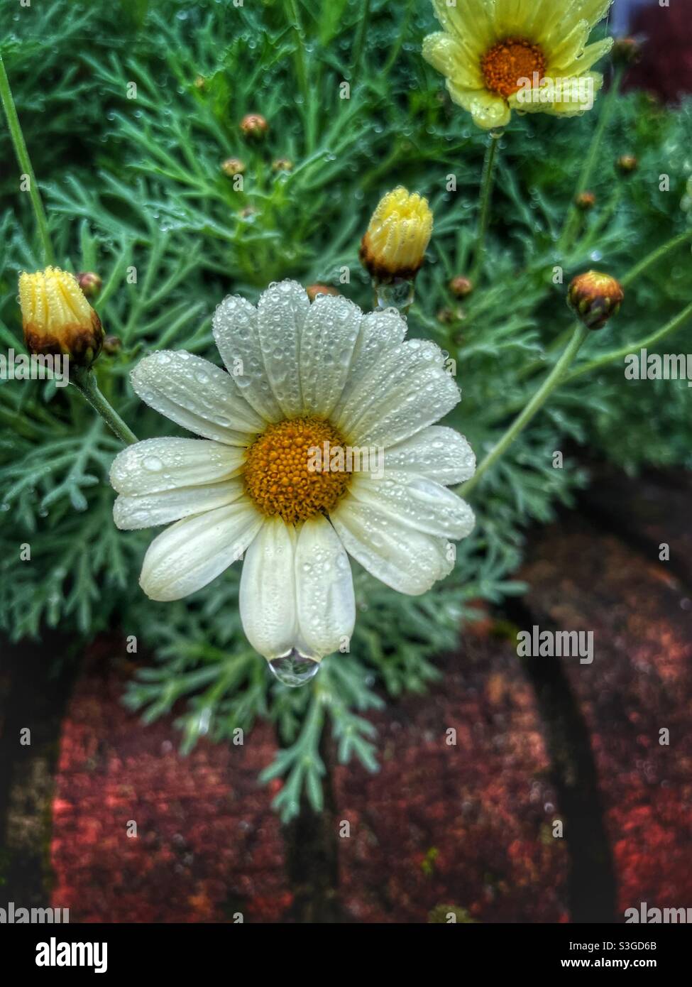 Wet daisy flower hi-res stock photography and images - Alamy