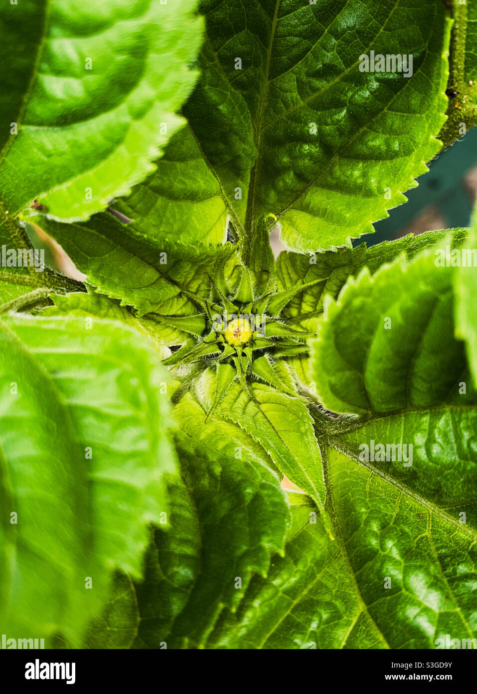 Budding flower hi-res stock photography and images - Alamy