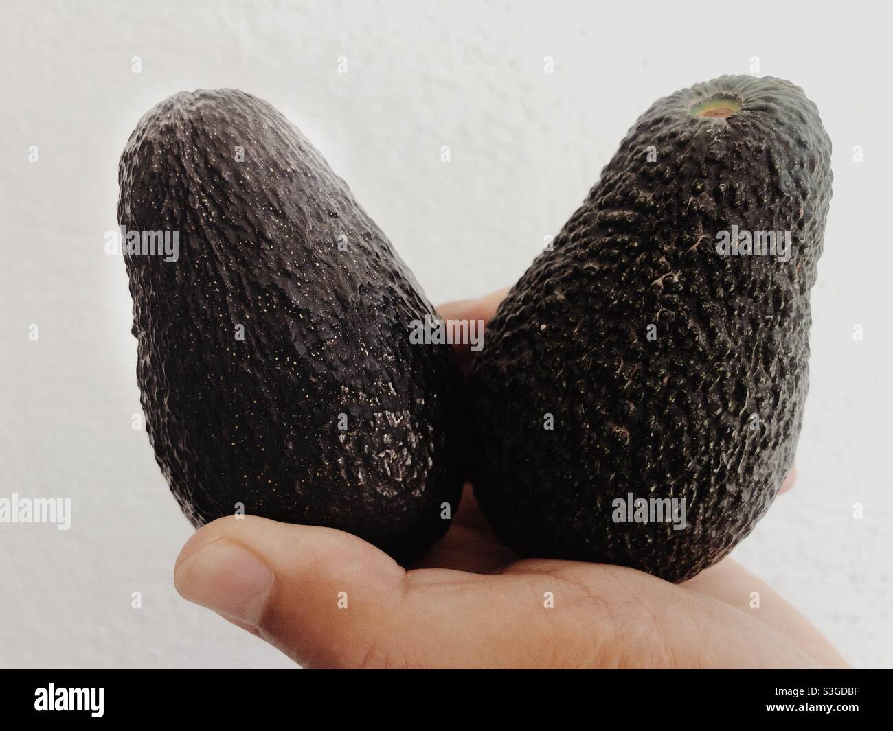 Two avocados held in hand against white background Stock Photo - Alamy