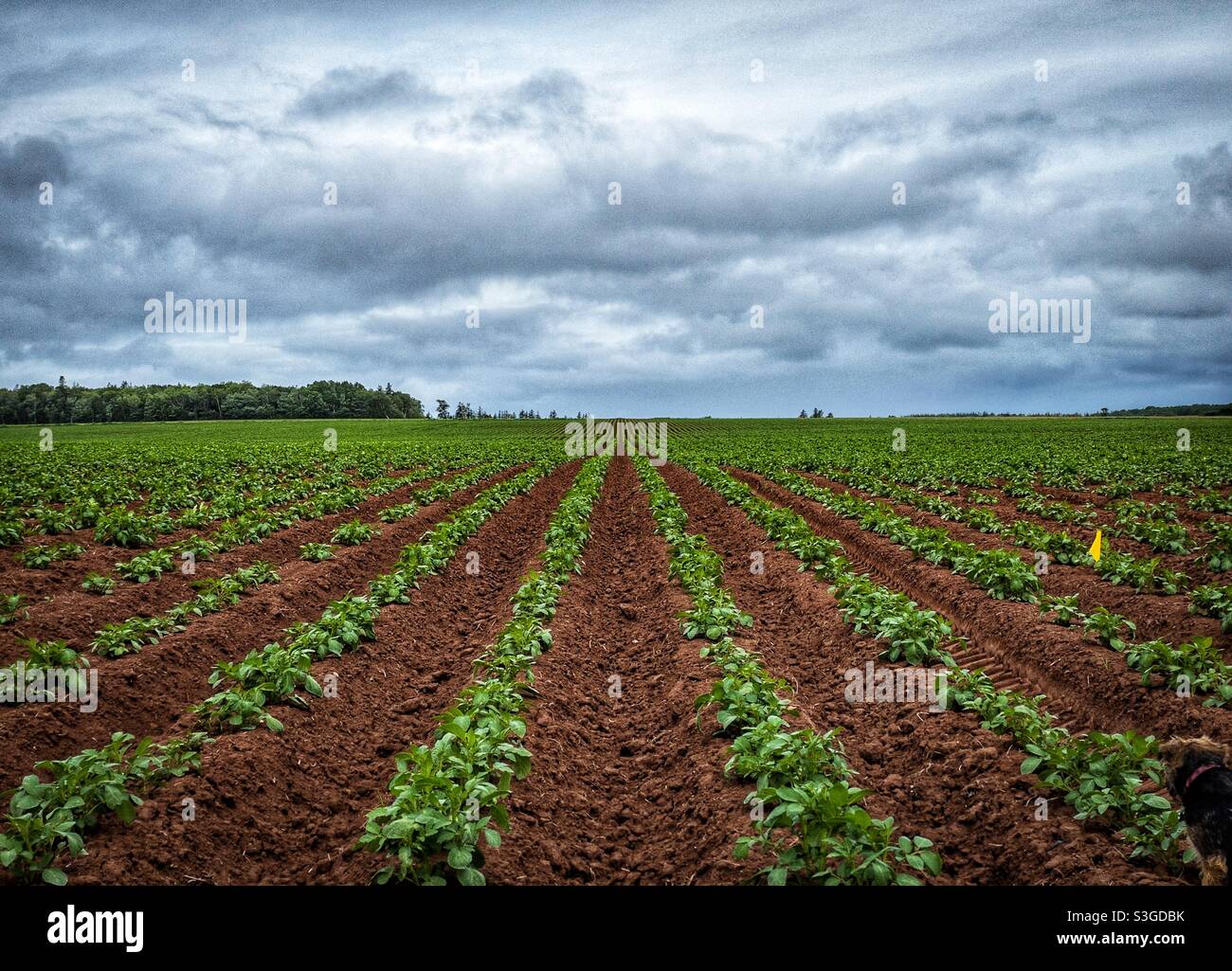 Field of potatoes stretching to the horizon Stock Photo - Alamy