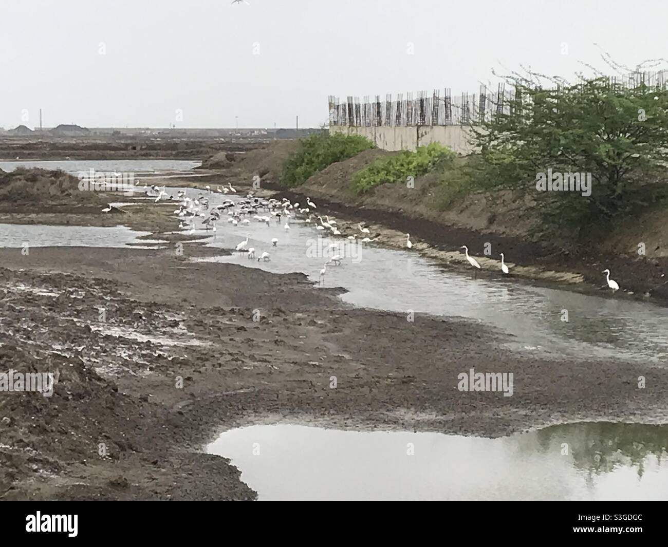 Crane stork flamingo bird riverside Stock Photo - Alamy