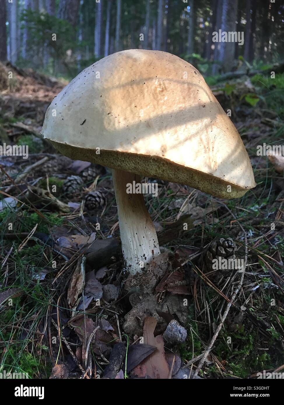Sun on mushroom Stock Photo - Alamy