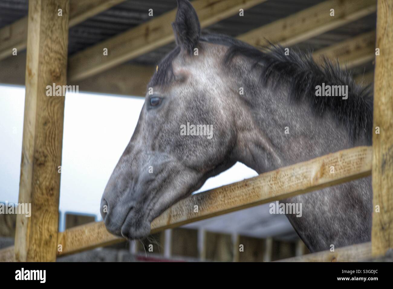 Grey race horse hi-res stock photography and images - Alamy