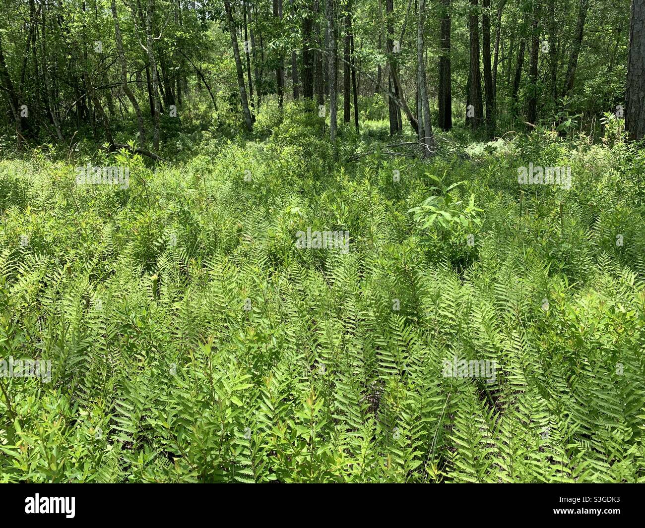 Trees tree hiking ferns hi-res stock photography and images - Alamy