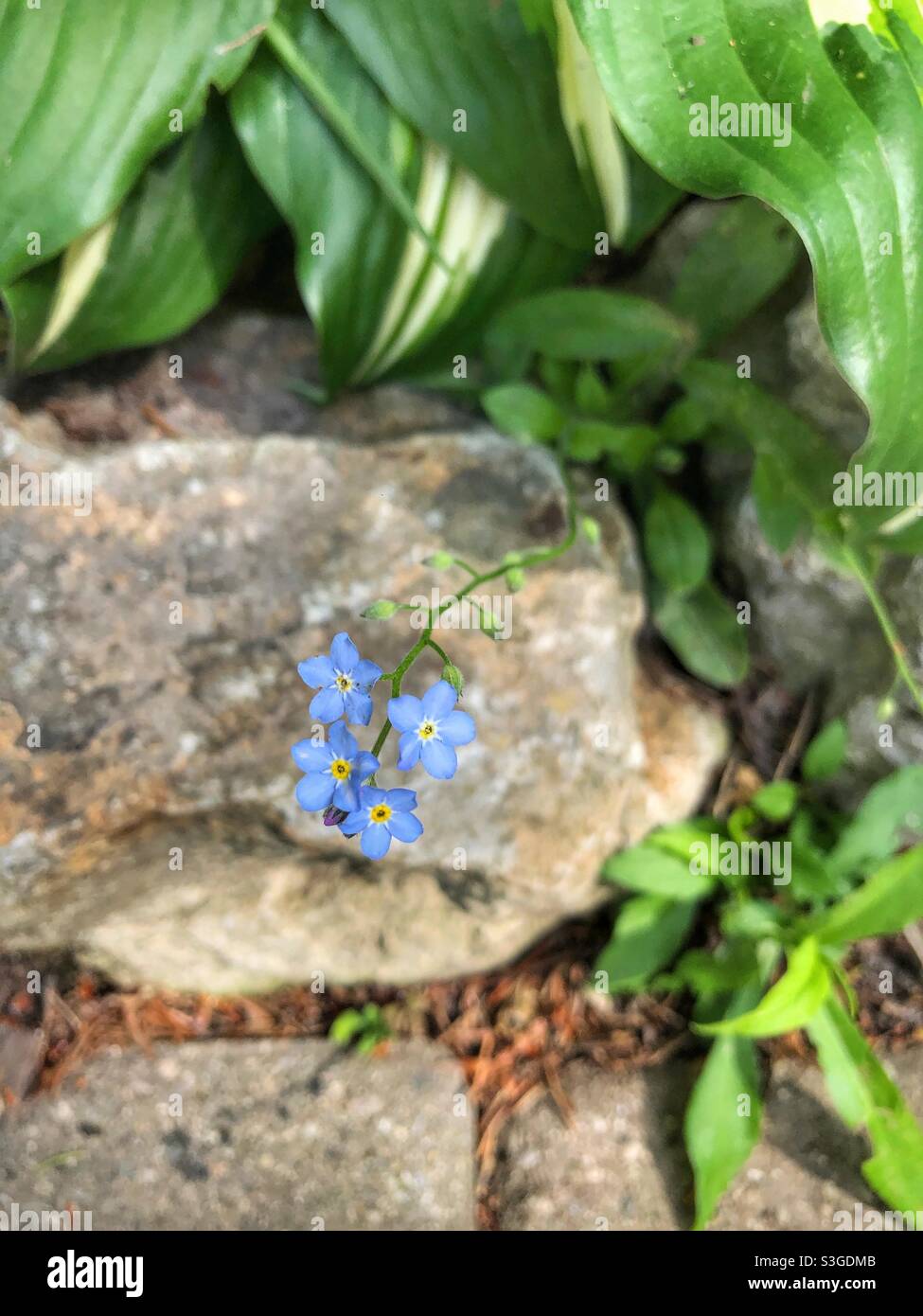 Delicate blue flowers hi-res stock photography and images - Alamy