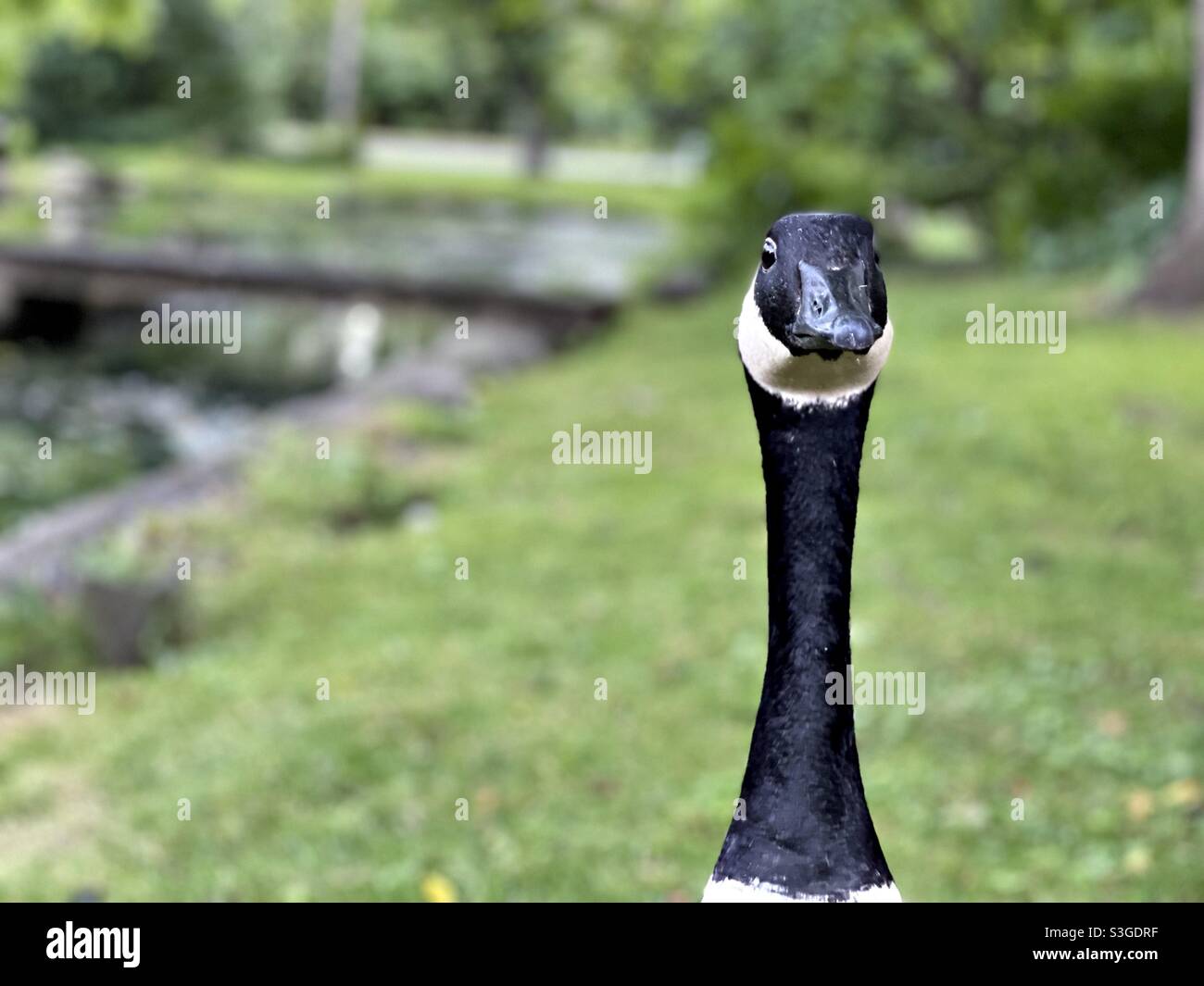 Long neck goose hi-res stock photography and images - Alamy