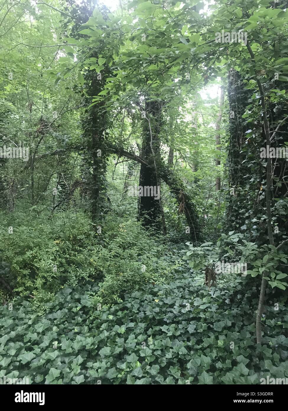 Pretty woods hi-res stock photography and images - Alamy