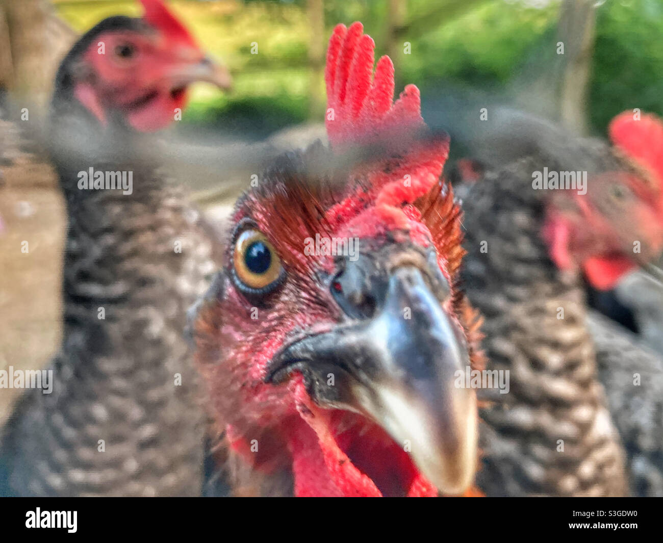 Chicken close up Stock Photo - Alamy