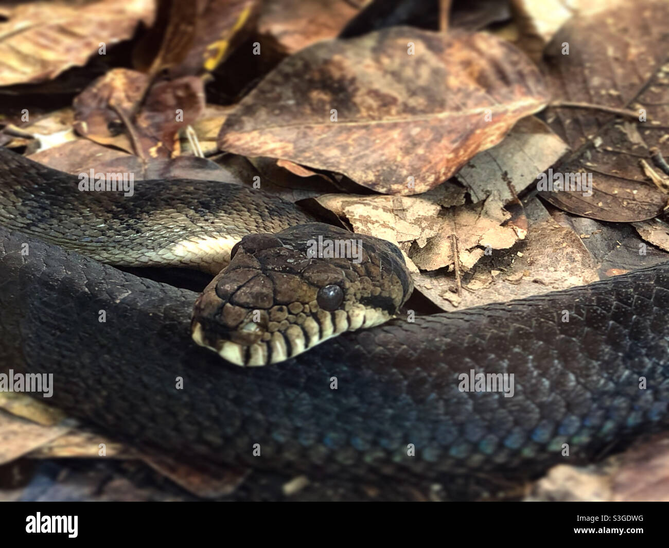 Black and grey camouflage hi-res stock photography and images - Alamy