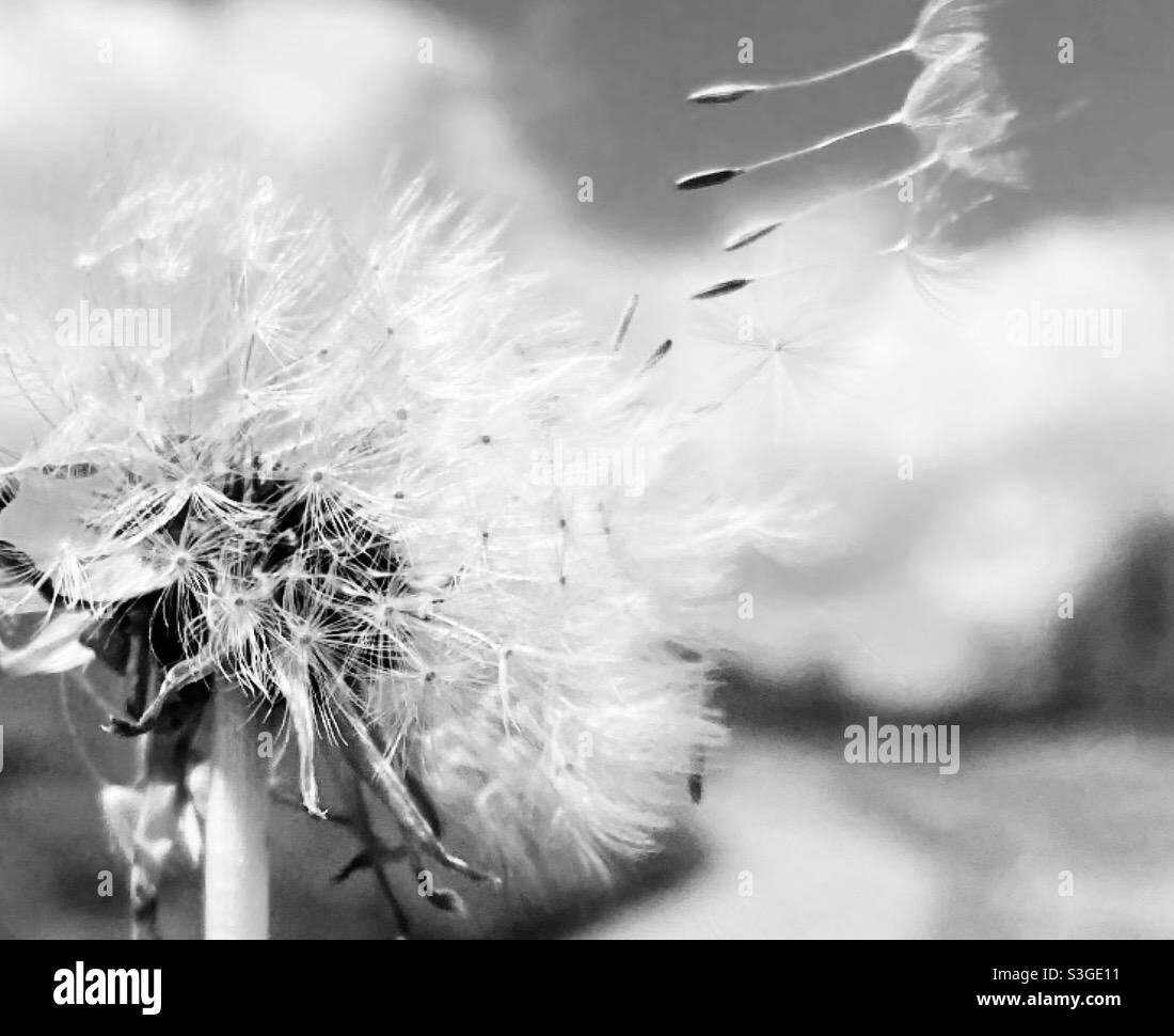 Wind flower hi-res stock photography and images - Alamy