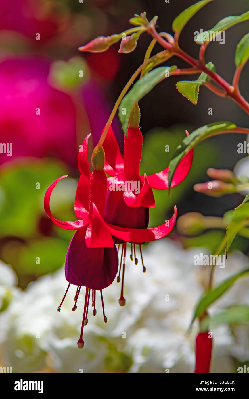 Beautiful flower fuchsia hi-res stock photography and images - Alamy