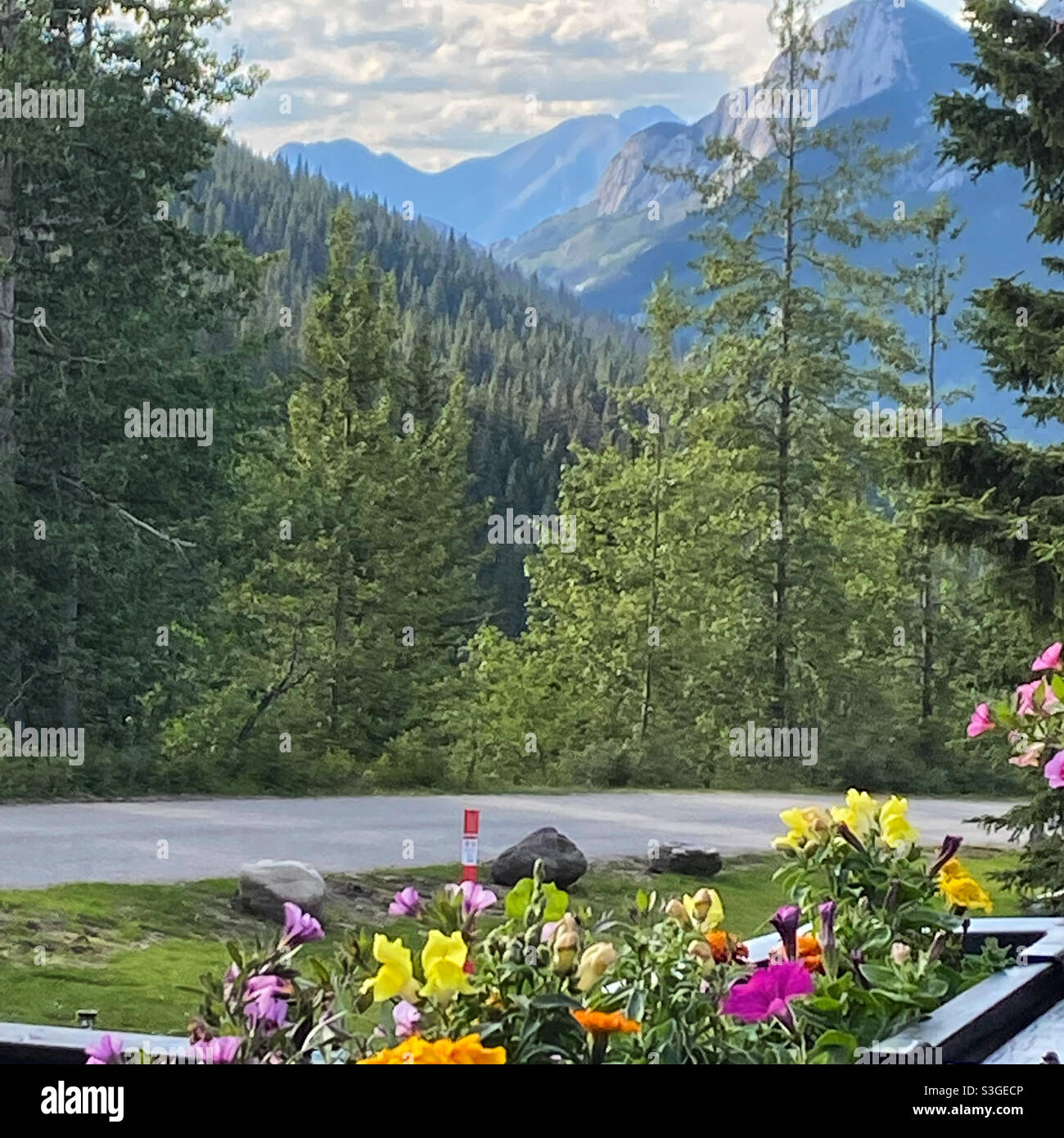 Mountains flowers hi-res stock photography and images - Alamy