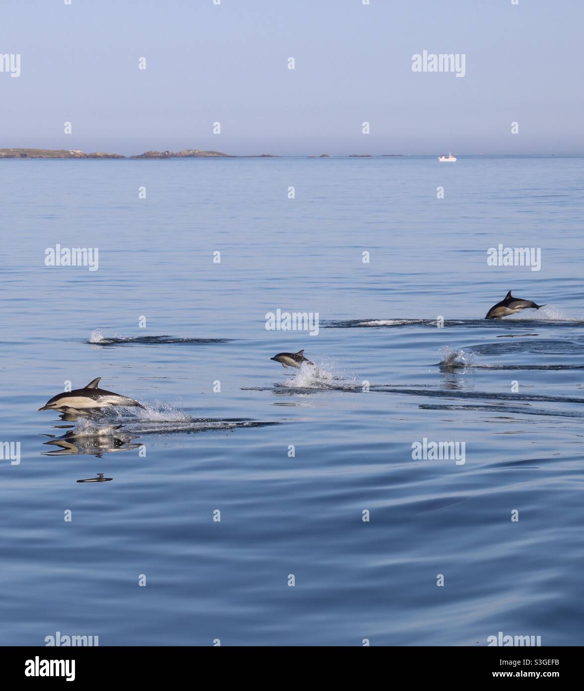 Dolphins swimming and jumping close by the island of Houat in Brittany ...