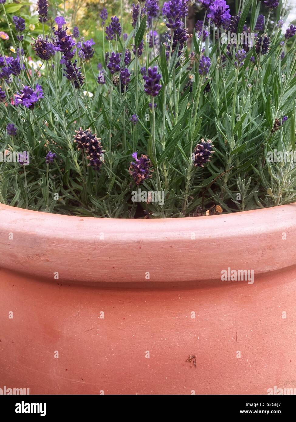Lavender In Planter High Resolution Stock Photography and Images - Alamy