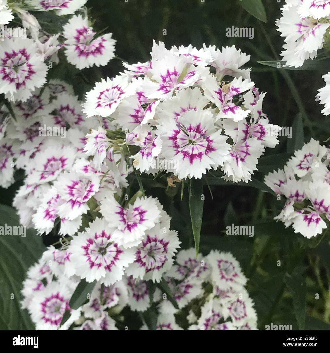 Pink sweet williams hi-res stock photography and images - Alamy
