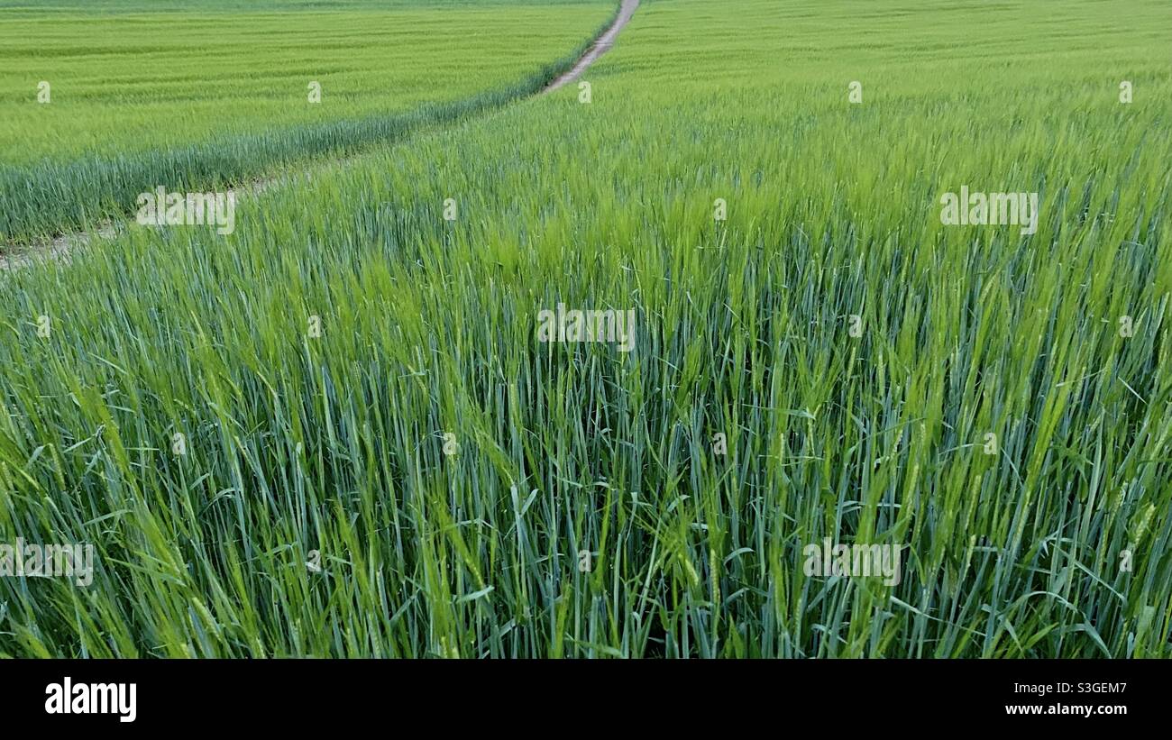 Verdant crops hi-res stock photography and images - Alamy