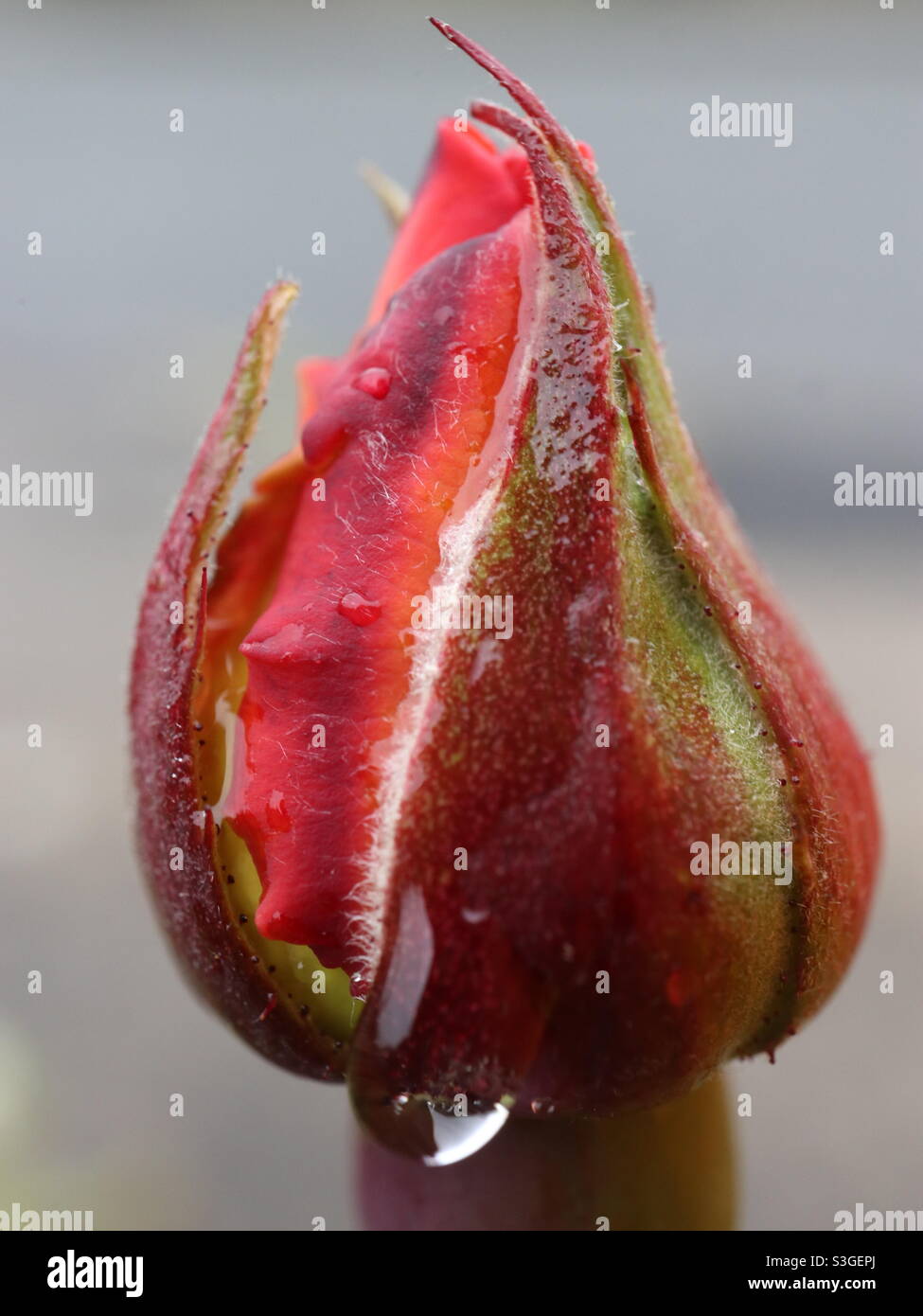 Red Rose Bud in a summer storm Stock Photo - Alamy