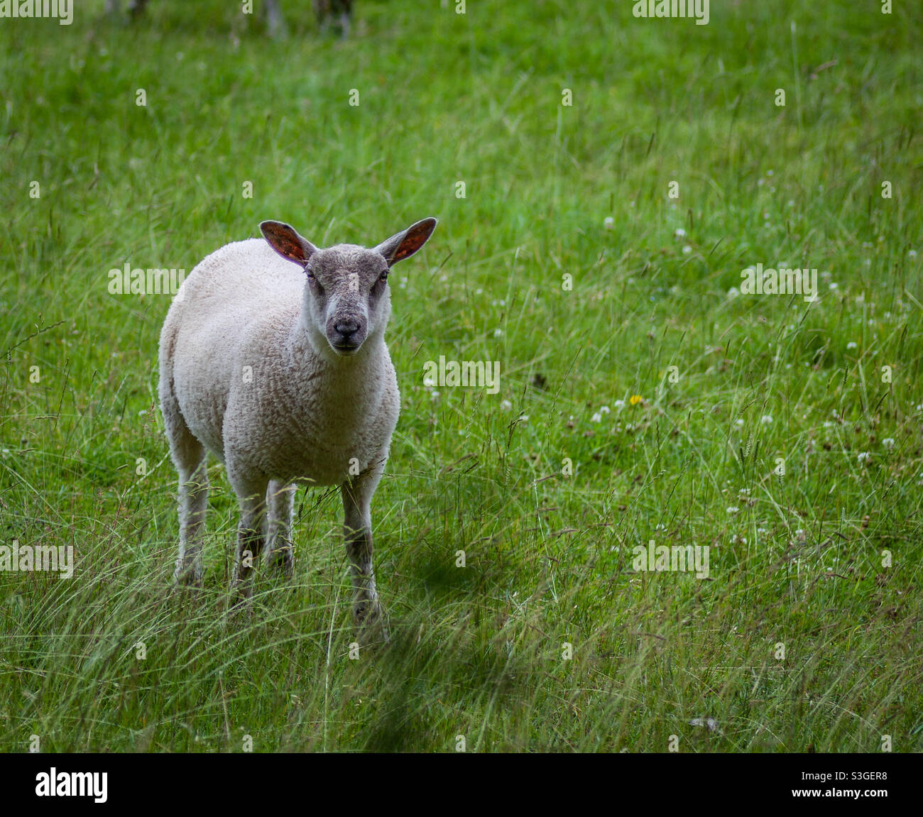 Lamb looking directly to camera Stock Photo - Alamy