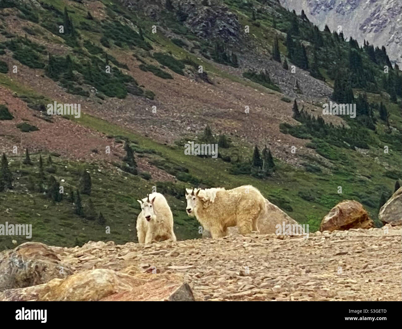 Colorado wildlife hi-res stock photography and images - Alamy