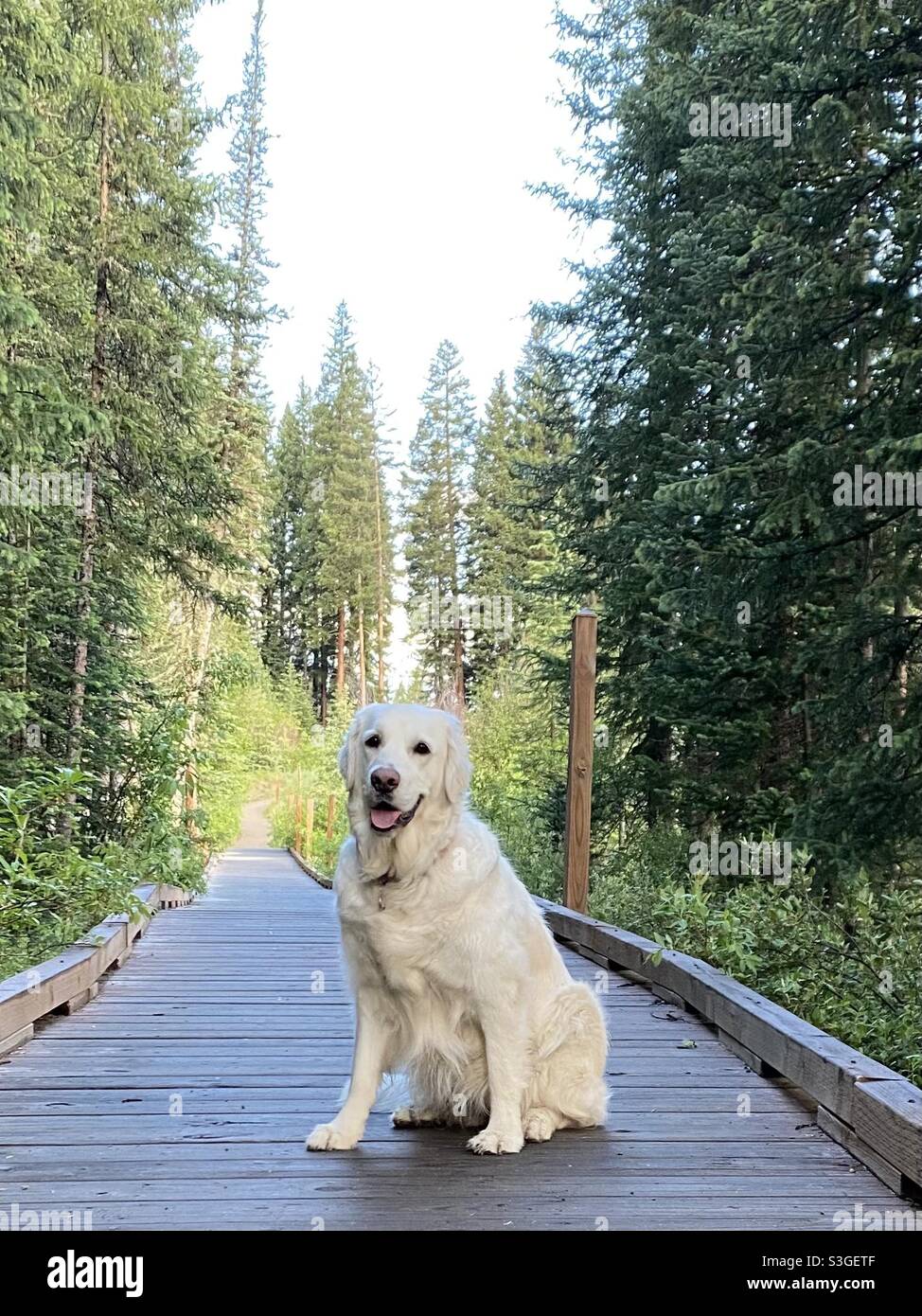 Dog on boardwalk Stock Photo - Alamy