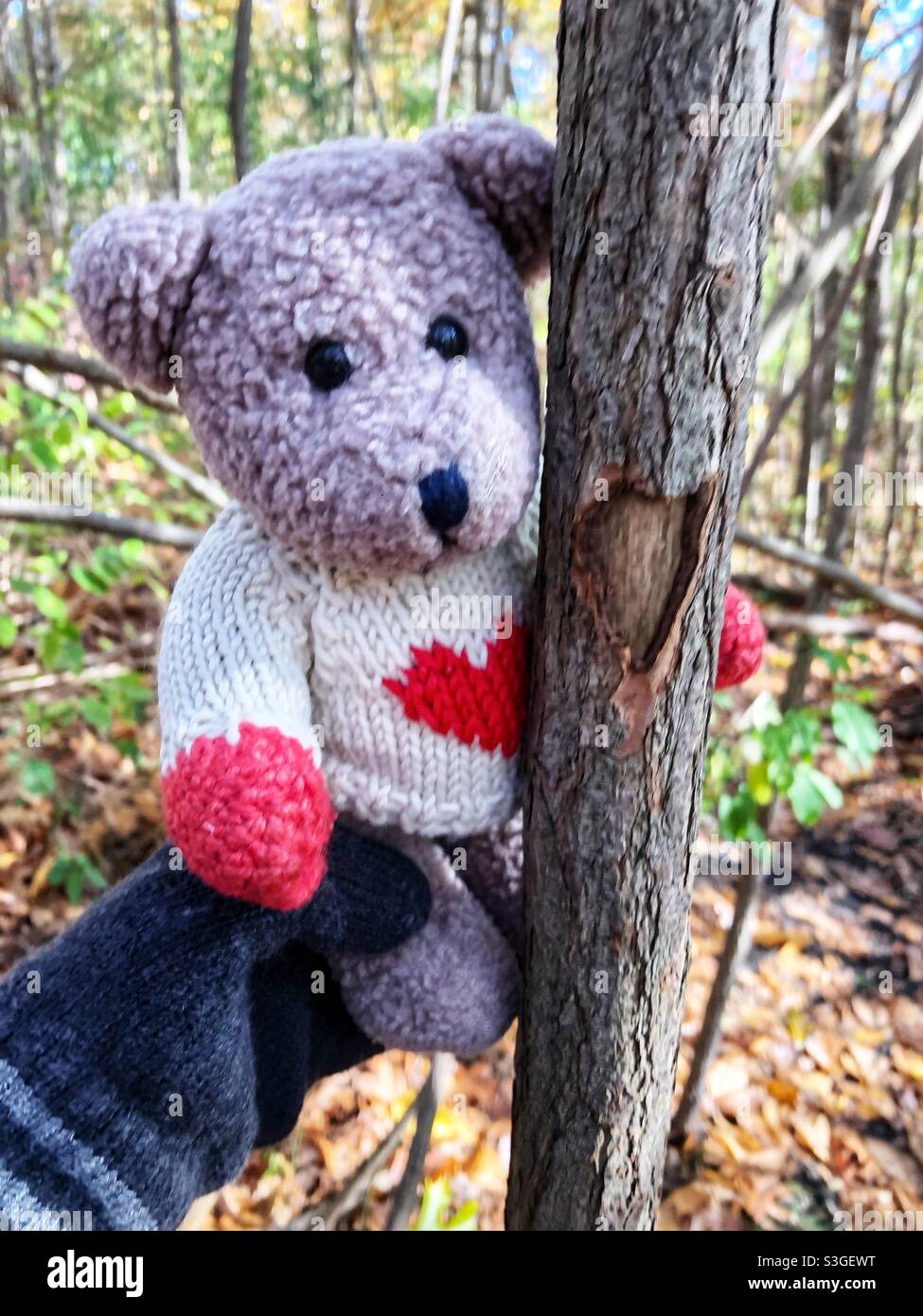 A close up of a teddy bear hugging a tree in the woods Stock Photo - Alamy