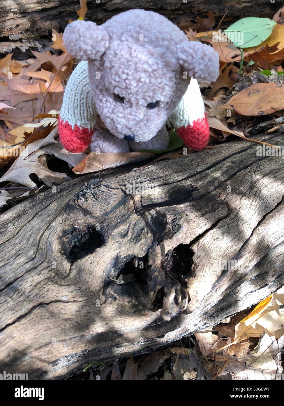 A stuffed teddy bear looking at a log in the woods Stock Photo - Alamy
