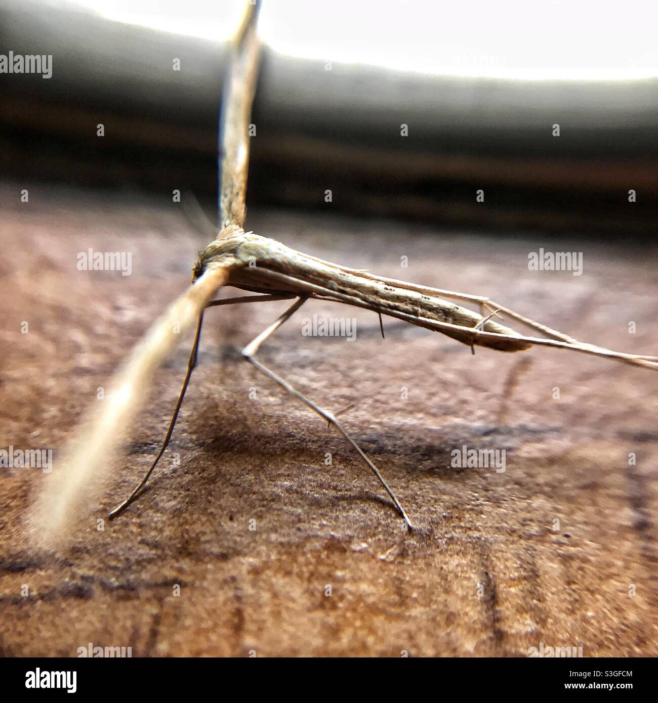 Common plume moth hi-res stock photography and images - Alamy