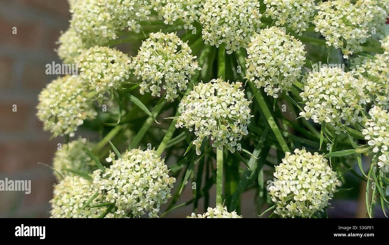 Beautiful tiny white flowers growing in the backyard flower garden in ...