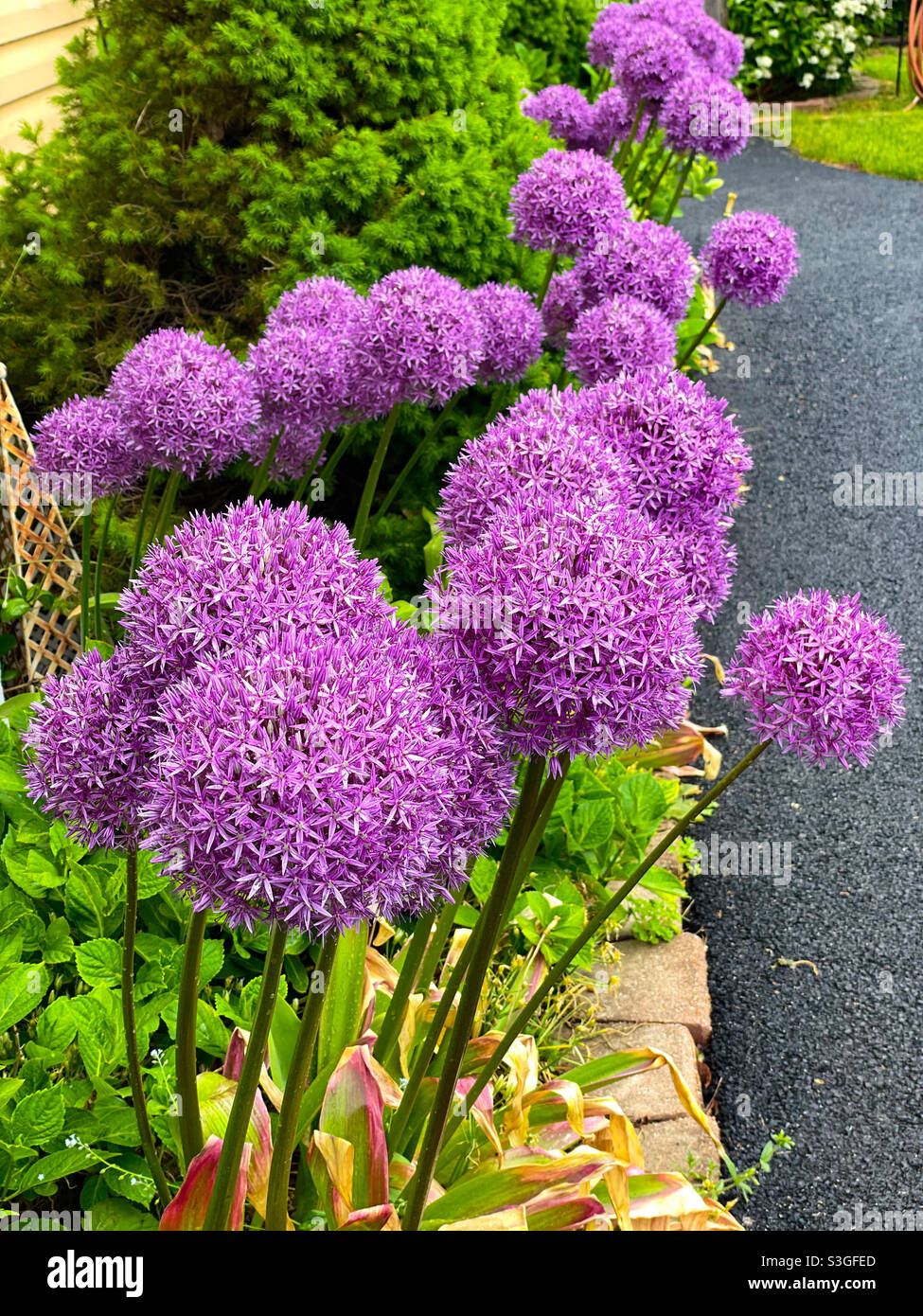 Giant flowering alliums in the home garden Stock Photo - Alamy