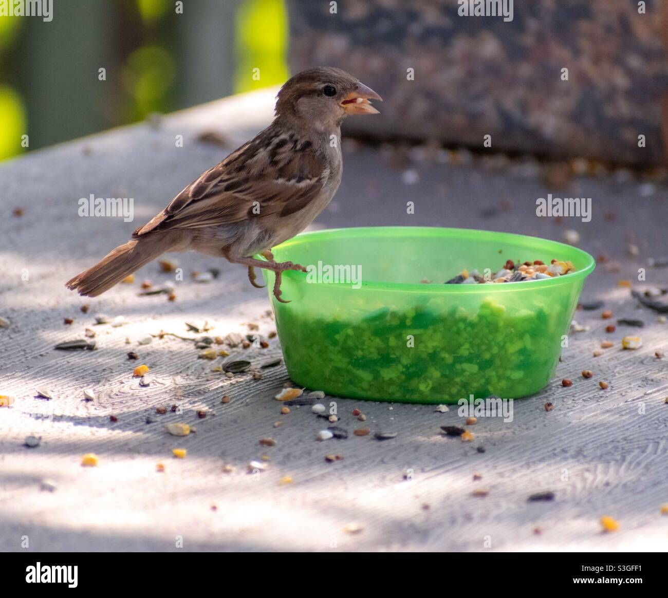 The little sparrow hi-res stock photography and images - Alamy