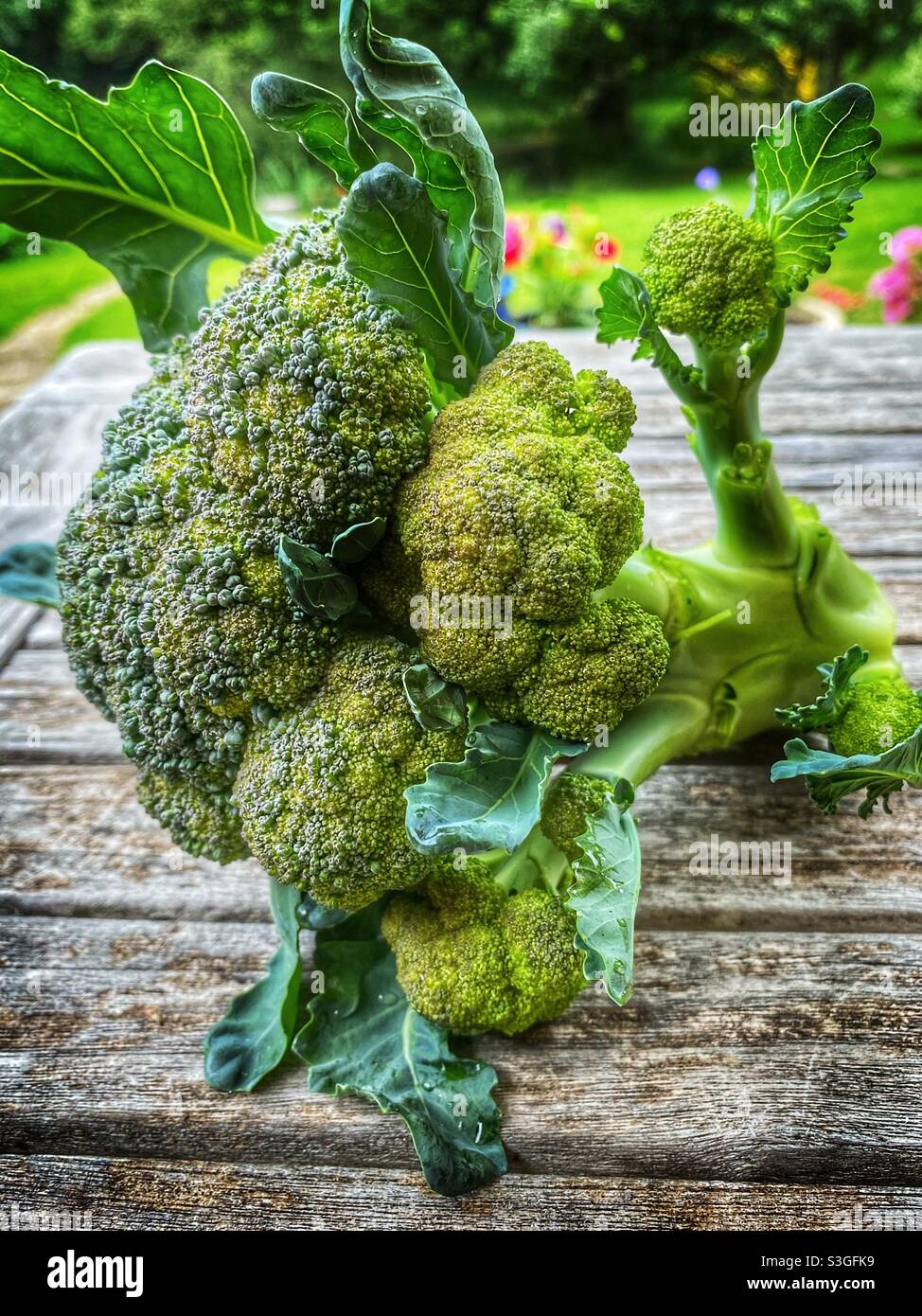 Head broccoli hi-res stock photography and images - Alamy