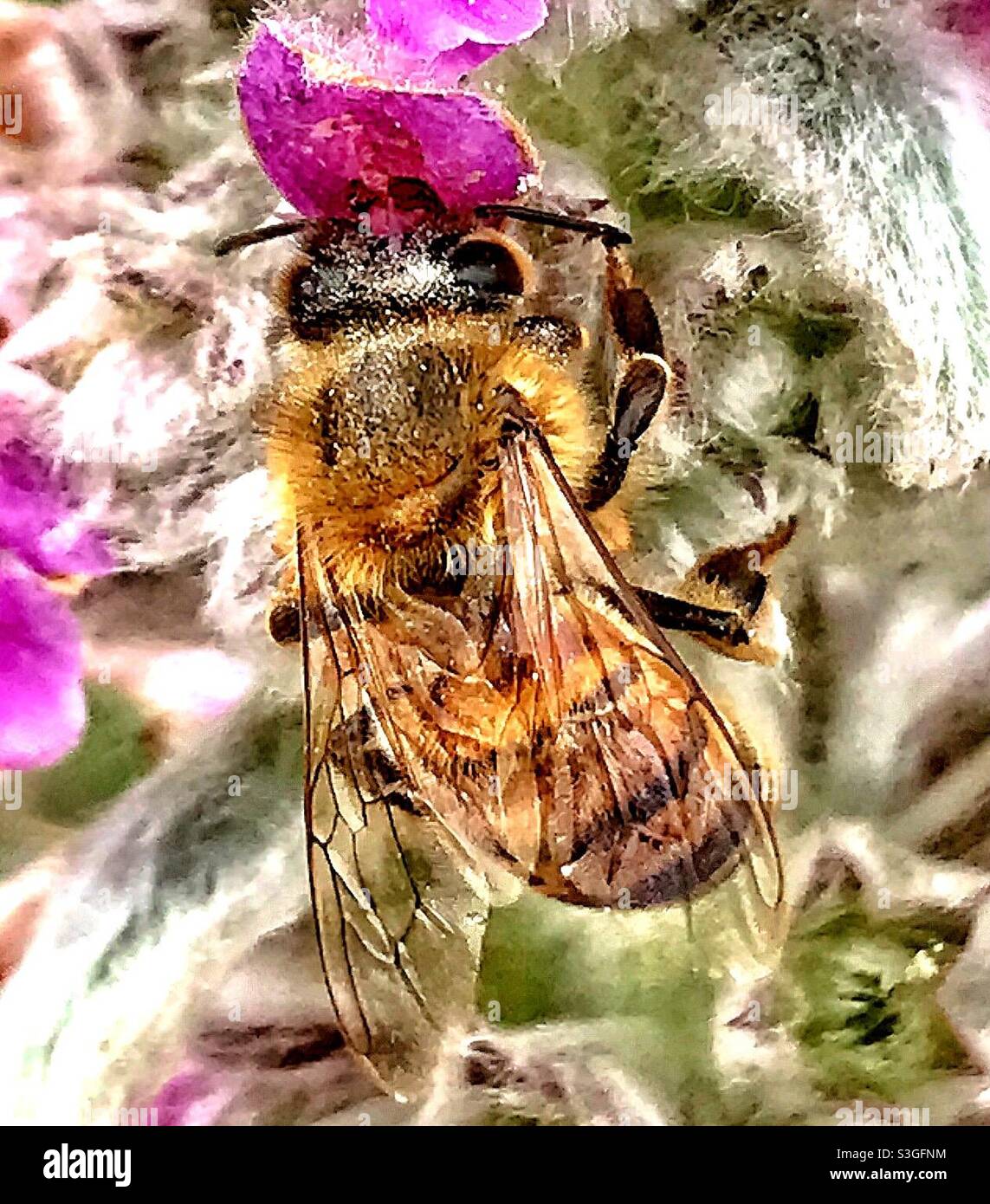 Close up of a honeybee on a Lamb’s Ear plant Stock Photo - Alamy