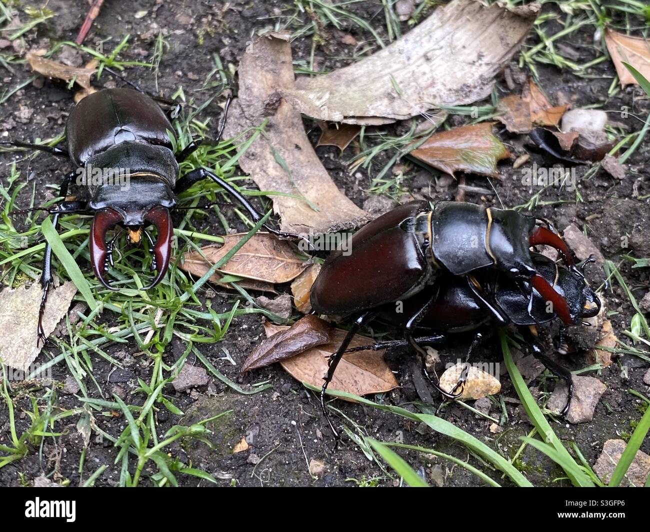 Stag beetles hi-res stock photography and images - Alamy