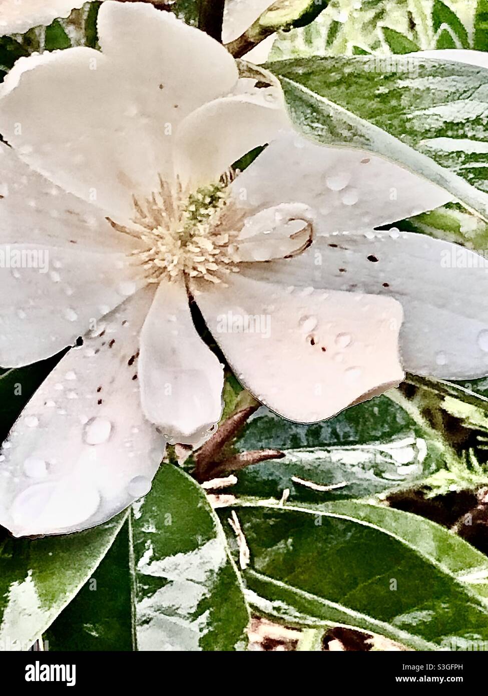 White flower with rain hi-res stock photography and images - Alamy