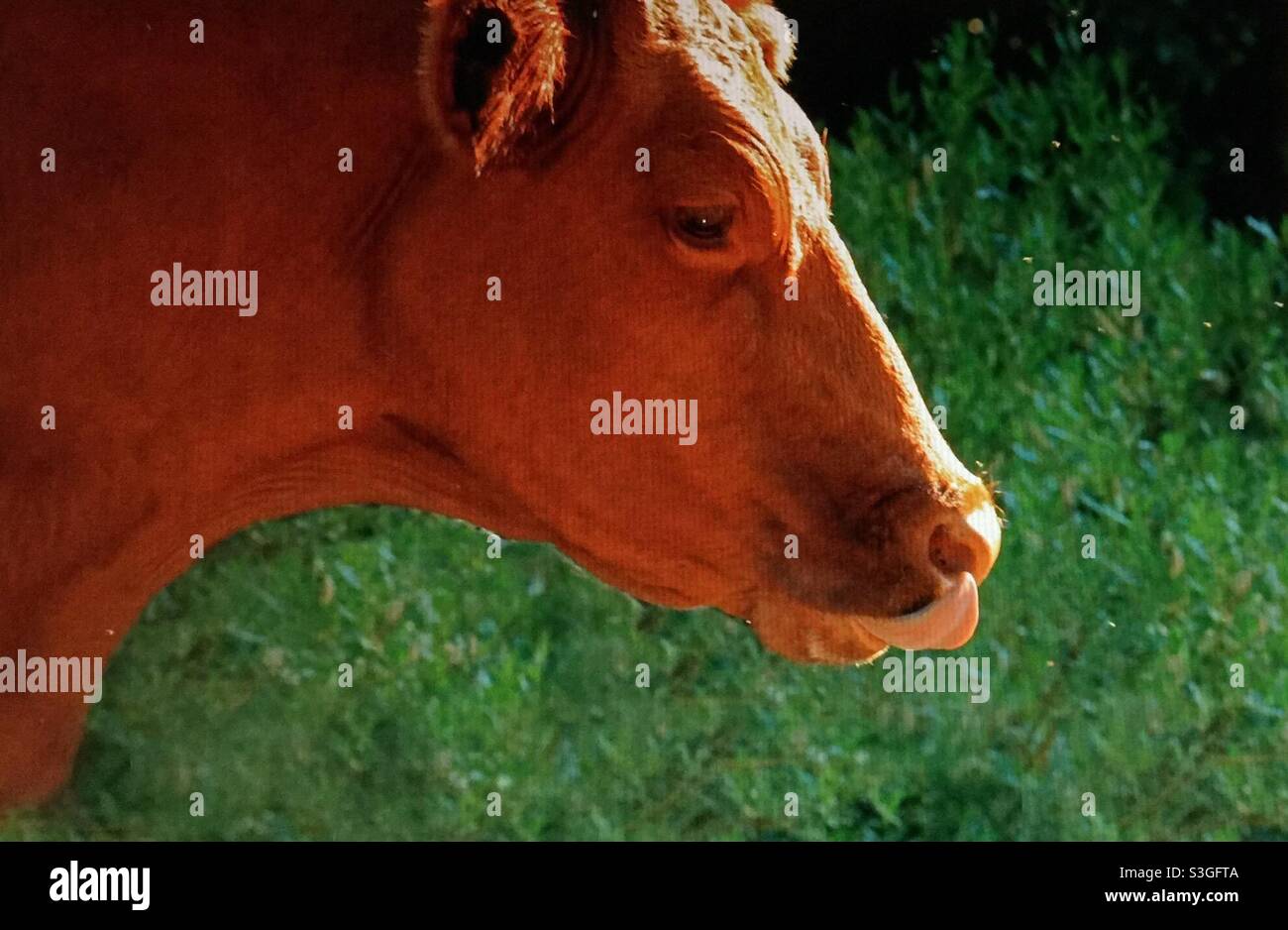 Red angus, cow, cattle, bovine, licking it’s lips Stock Photo - Alamy