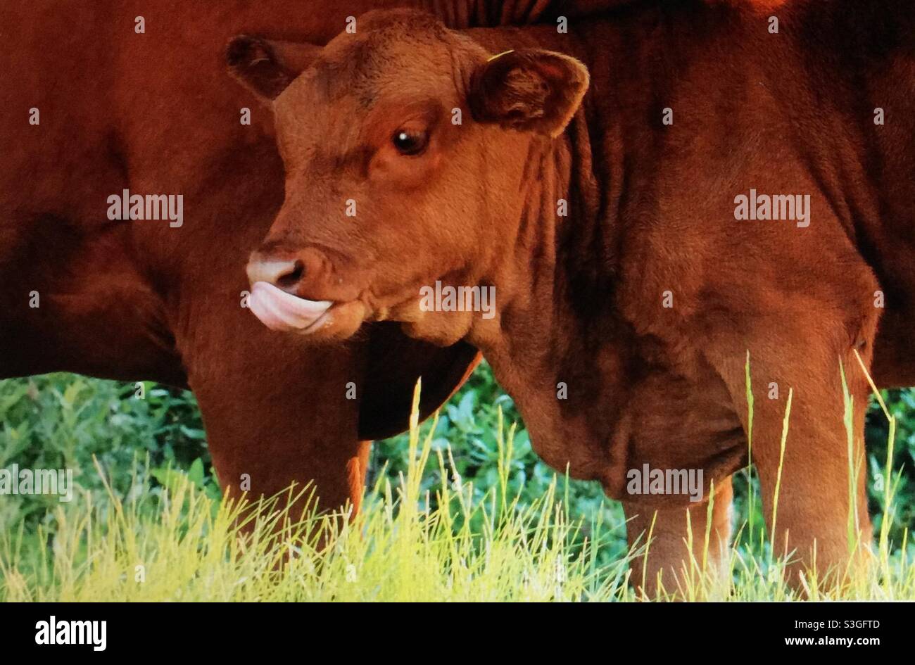 Red angus, cow, and calf, cattle, bovine, licking it’s lips Stock Photo ...