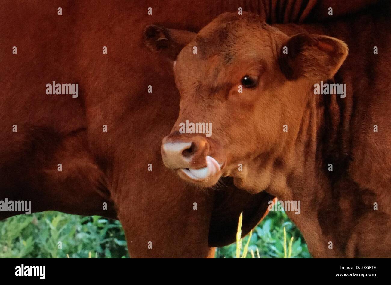 Red angus, cow, and calf, cattle, bovine, licking it’s lips Stock Photo ...