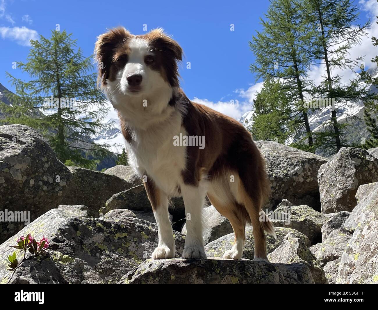 Australian Shepherd on boulders, Morteratsch ,Engadin, Switzerland ...