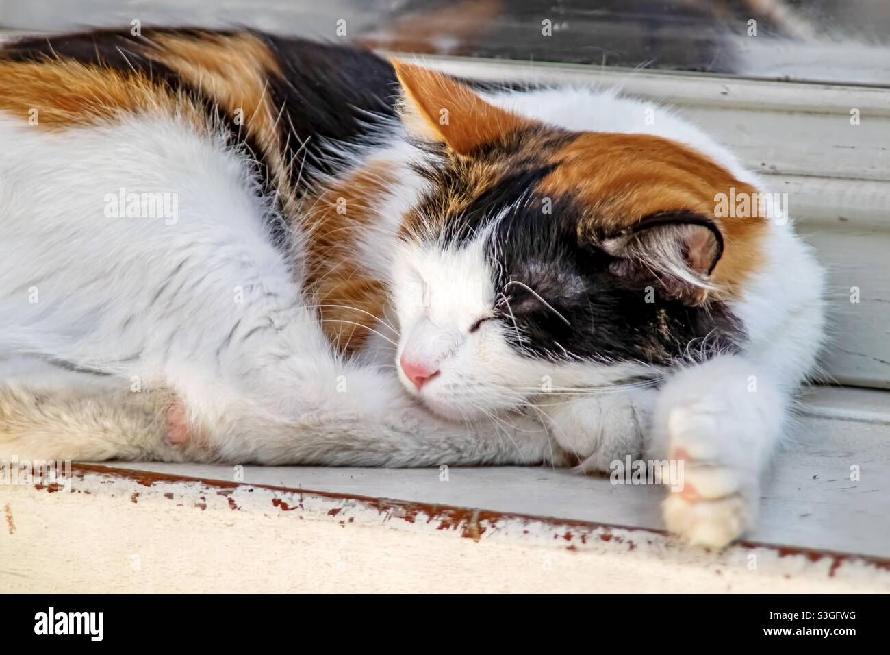 Sleeping cat studio hi-res stock photography and images - Alamy