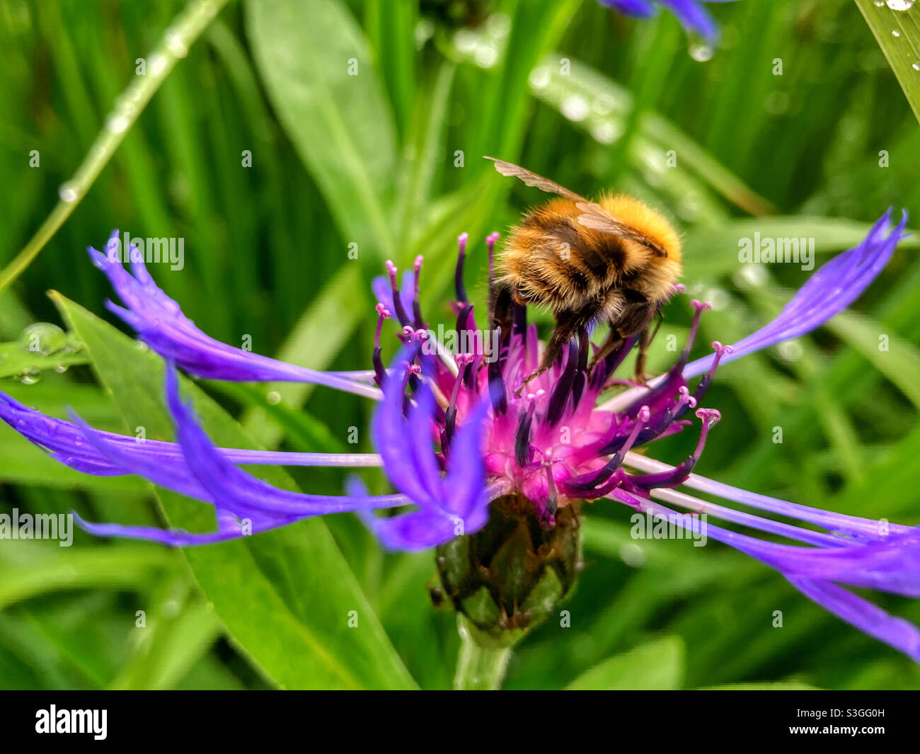 Bee and purple flower hi-res stock photography and images - Alamy