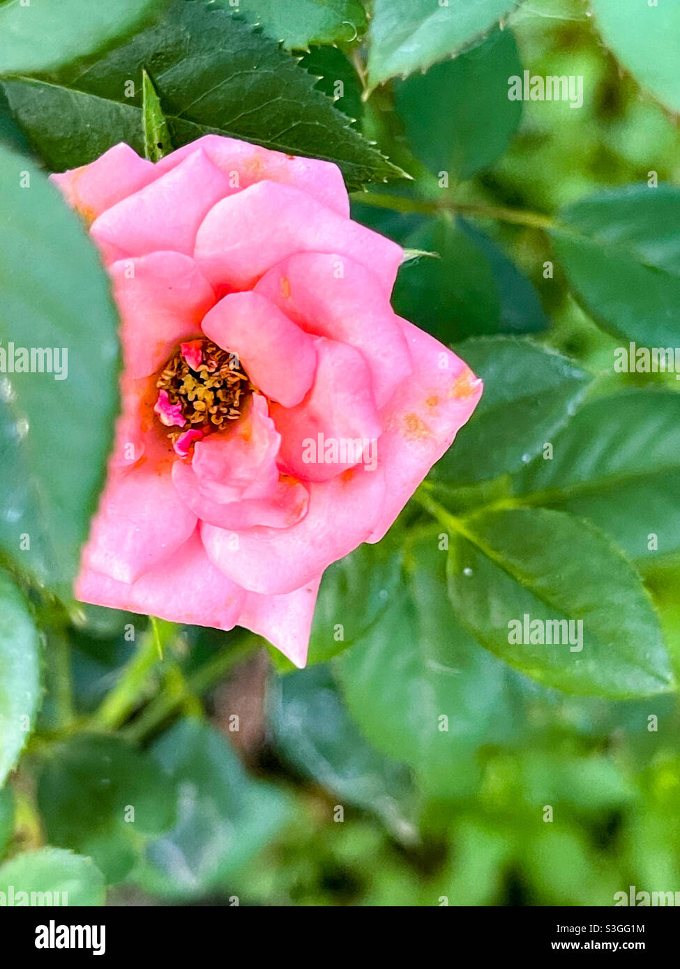 Baby pink rose flower hi-res stock photography and images - Alamy