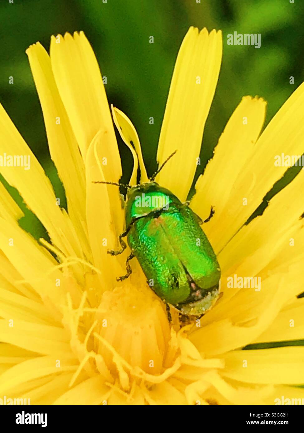 Green beetle hi-res stock photography and images - Alamy