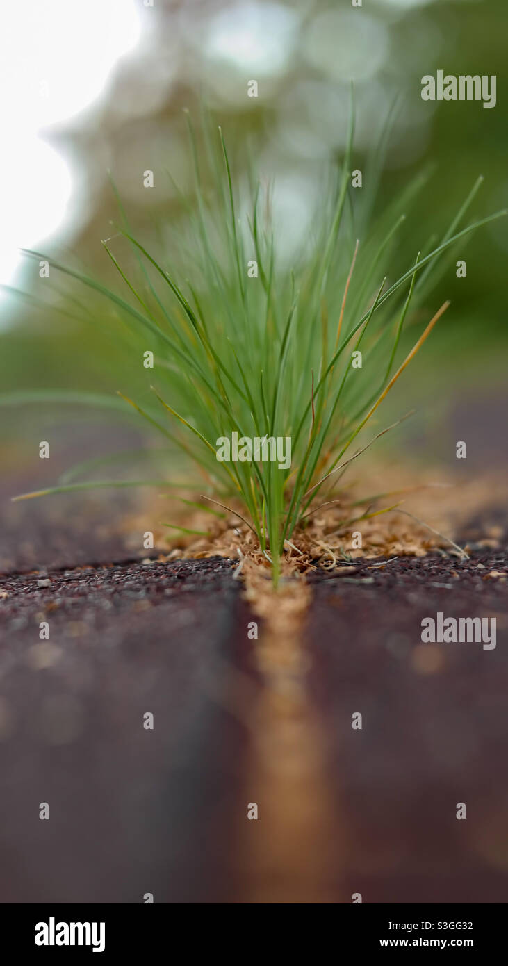 At the roots Stock Photo - Alamy