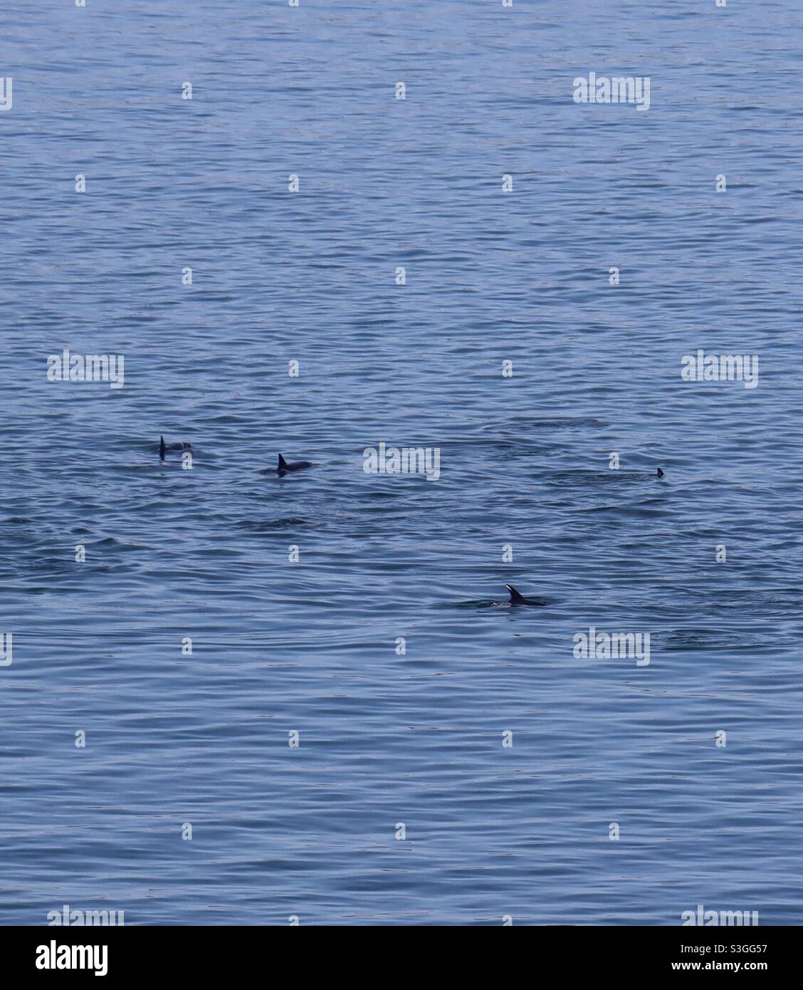 Dolphins underwater close by the island of Houat in Brittany, Morbihan ...