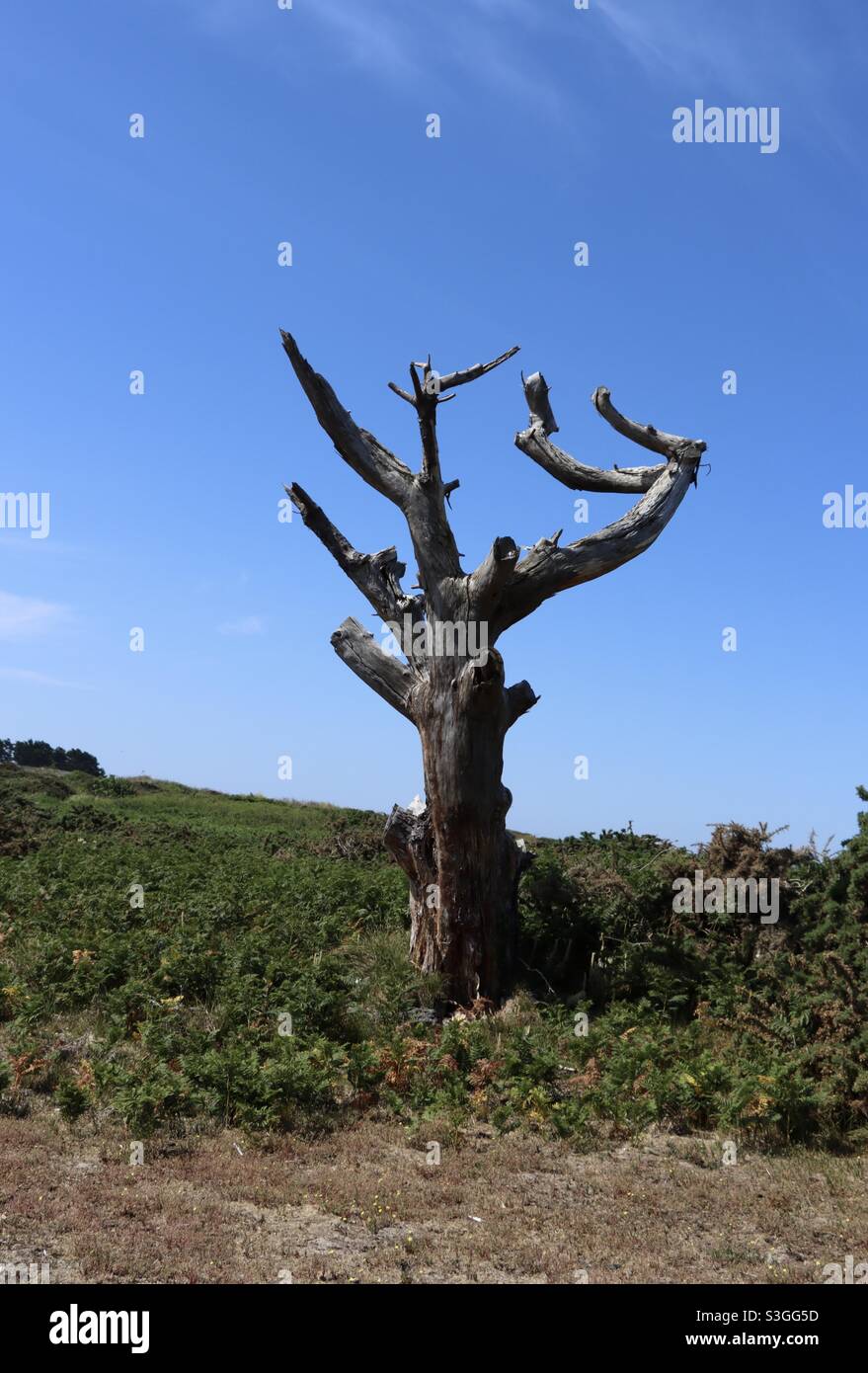 A big tree without leaves im the middle of the dunes at the island of ...