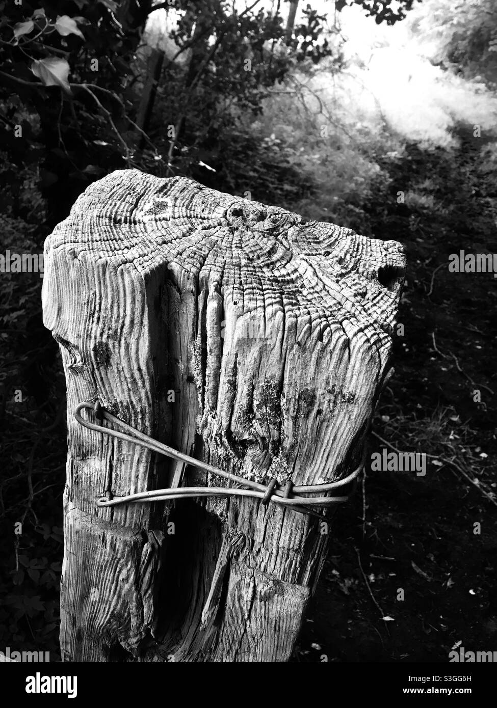 Wood textures Black and White Stock Photos & Images - Alamy