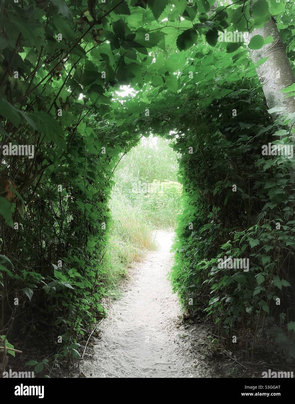 Oasis maze hi-res stock photography and images - Alamy