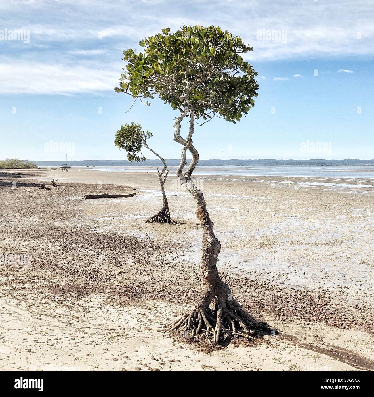 Mangrove tree smartphone stock photos and images - Alamy