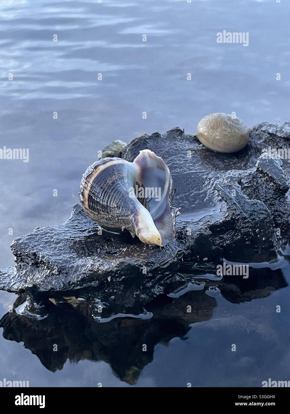 Crab shells hi-res stock photography and images - Alamy