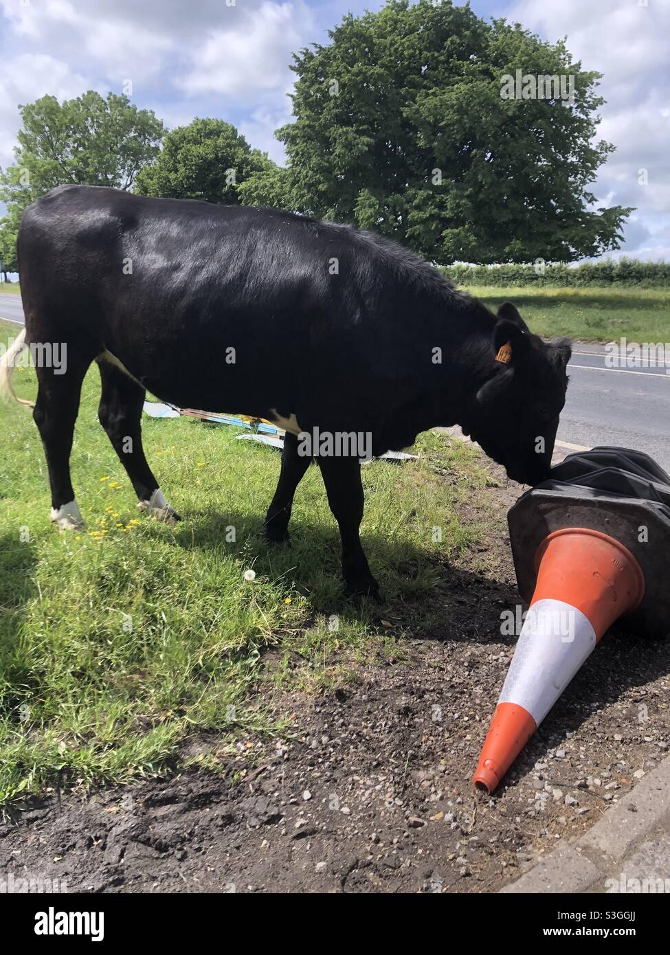Cone cow hi-res stock photography and images - Alamy